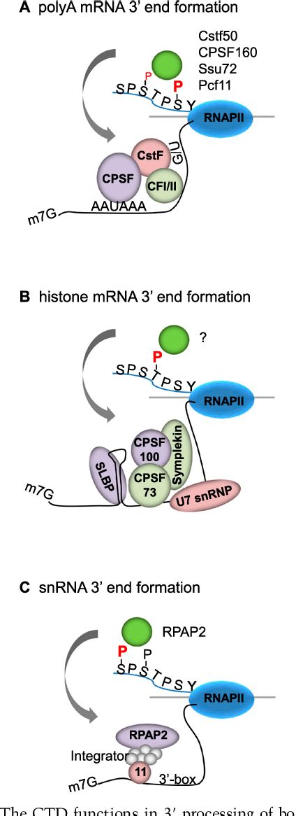 Figure 5 From The Rna Polymerase Ii Ctd Coordinates Transcription And