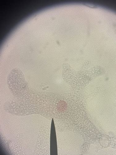 Inverts Lab Exam 1 Flashcards Quizlet