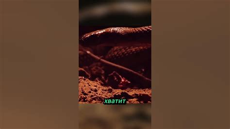 Тайпан Самая ядовитая змея в мире Youtube