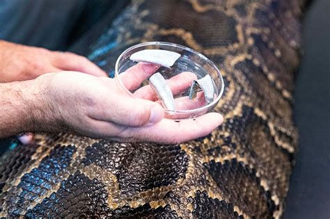 Biologists Capture Largest Python Found In Florida At 18 Feet