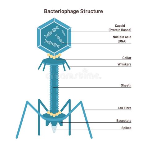 Structure Of A Bacteriophage Stock Vector Illustration Of Morphology Medical 23690175