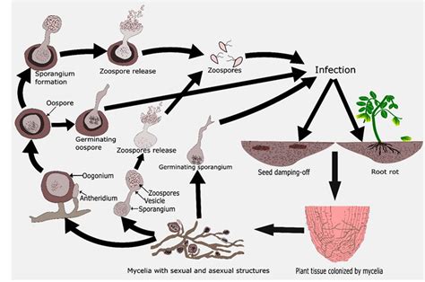 Disease Cycle Of Pythium Species In Capsicum Plants
