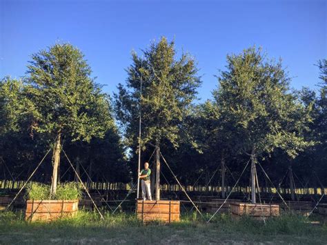 Nationwide Tree Relocation Services Environmental Design Inc Large