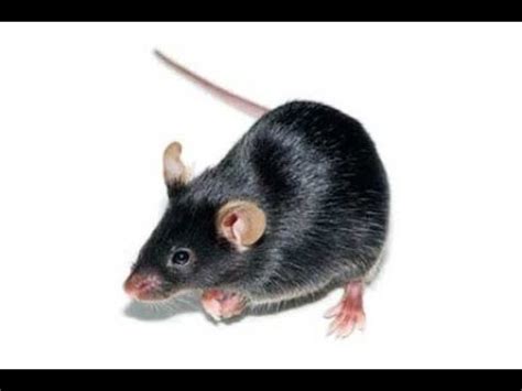 Rat Sounds Effect Youtube