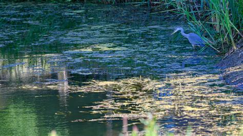 Hta Design Cator Park