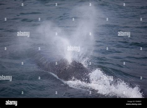 Whale spraying water hi-res stock photography and images - Alamy