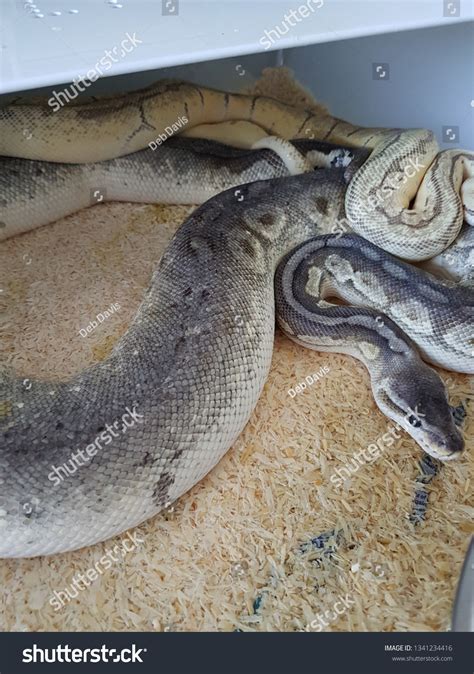 Pet Shop Reptile Over Royalty Free Licensable Stock Photos Shutterstock