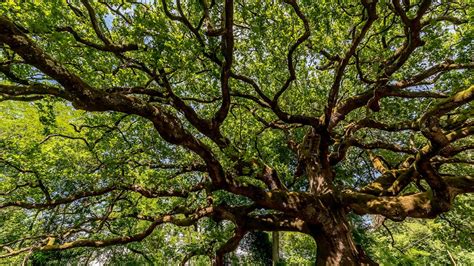 Gold Standard Updates Pilot Adaptation Framework Gold Standard Gs