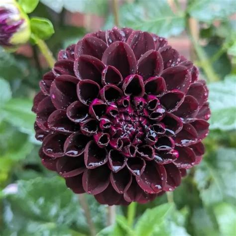 Dahlia Dark Spirit Tubers Shaw Green Dahlias