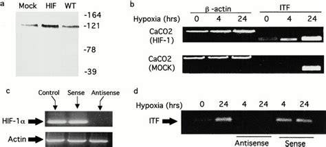 Induction Of Itf Is Hif 1α Dependent A Analysis Of Hif 1α In