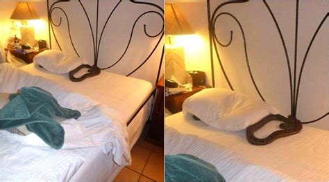 Woman Spots A PYTHON In Bed Snake Catcher Says It Just Wants To SNUGGLE Trending News The