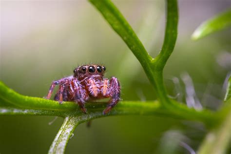 Spiderling On Plant Sellers Hill On Fstoppers
