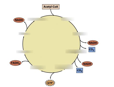 Citric Acid Cycle Diagram Quizlet