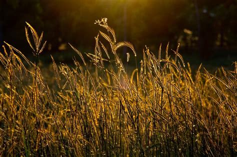 Premium Photo Beautiful Grass Plot With Sunlight