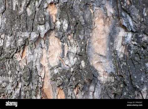 Tree Bark With Fine Natural Structures And Patina Of Rough Tree Bark As Natural And Ecological