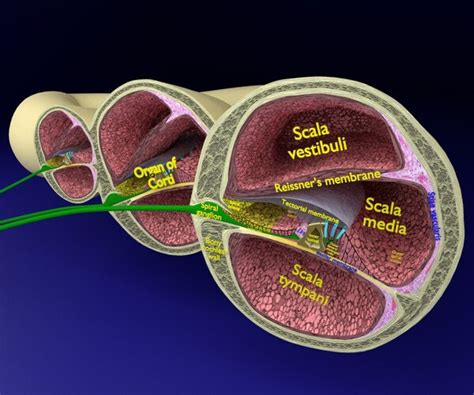 Artstation Cochlear Duct Organ Of Corti 3d Resources