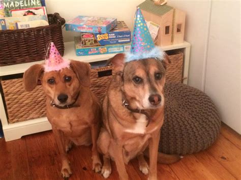 Ridley And Casey Contest Entry 58367 Modern Dog Magazine