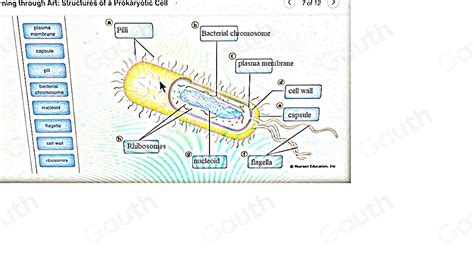 Solved Rning Through Art Structures Of A Prokaryotic Cell 7 Of 12 Plasma Membrane Capsule Pili