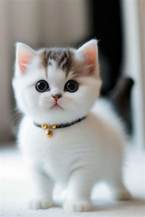 الصفحة الرئيسية Fotos Bonitas De Gatos Memes De Gatos Gato Bonitinho