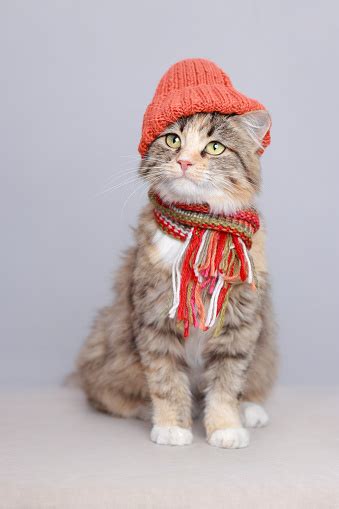 밝은 배경에 주황색 모자와 스카프를 두른 녹색 눈을 가진 고양이 추운 겨울과 봄에 준비된 고양이 니트 모자를 쓴 사랑스러운 새끼
