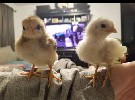 Chimkin Nuglets Big Chillin R Eyebleach