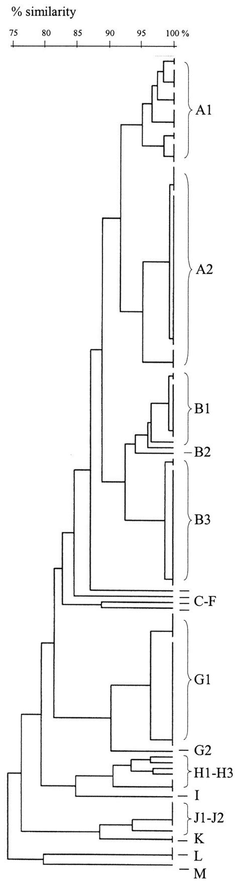 Dendrogram Based On Pfge Macrorestriction Pro Fi Les Of 142 Isolates Download Scientific