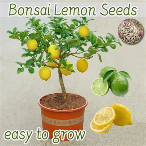 100 Original Seed Bonsai Lemon Tree Seed 20pcsbag Dwarf Fruit