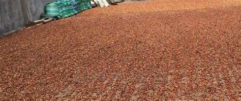 cocoa in a kernel mamacocoa empresa all