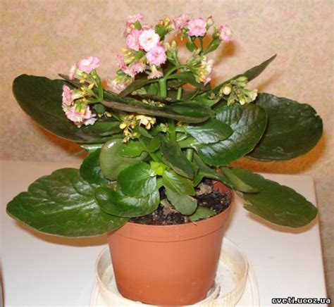 Каланхоэ. Kalanchoe