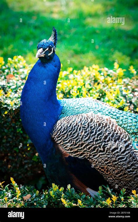 Male Indian Peacock