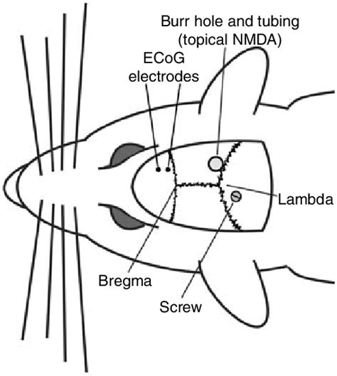 Schematic Illustration Of Experimental Rat Preparation Showing The