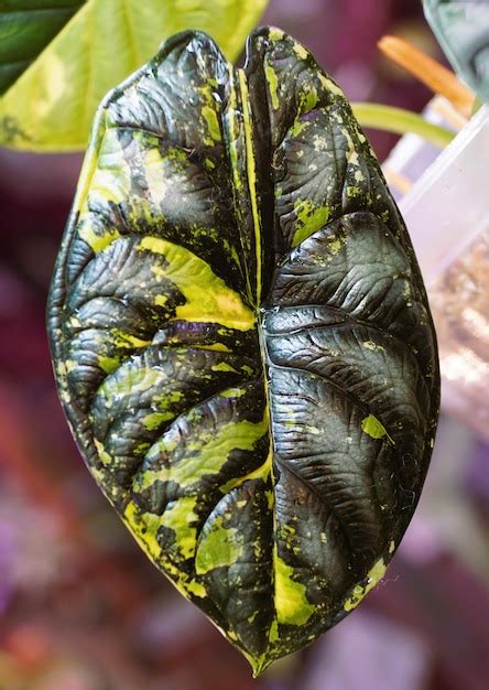 Premium Photo Beautiful Dark Green And Yellow Marbled Leaf Of
