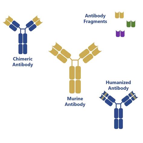 Monoclonal Antibodies Definition Types Production Side Effect Applications Biology Notes Monoclonal Antibodies Definition Types Production Side Effect Applications Biology Notes