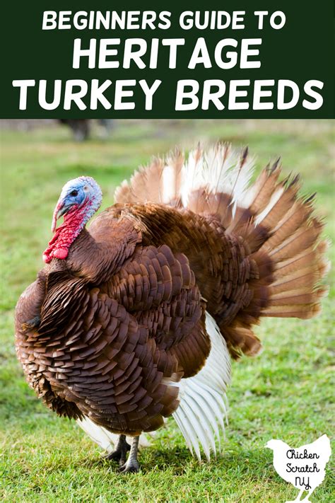 Bourbon Red Turkeys Beginners Guide To Raising Heritage Breed Turkeys