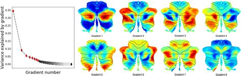 The First Eight Functional Gradients Of The Cerebellum Note That Each Download Scientific