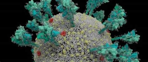 曾木圣赵金存团队合作开发四价嵌合型新冠疫苗对多种突变株同时有效蛋白重组hexapro