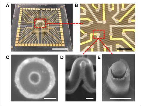 Coaxial Electrode Array A Coaxial Microelectrode Array Cmea On