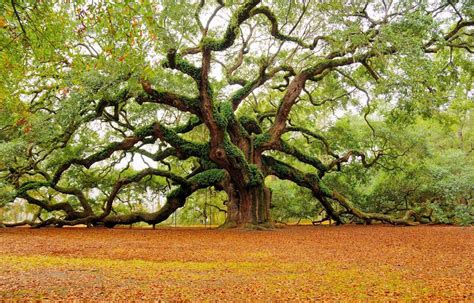 The Majestic Angel Oak Tree In Charleston Sc
