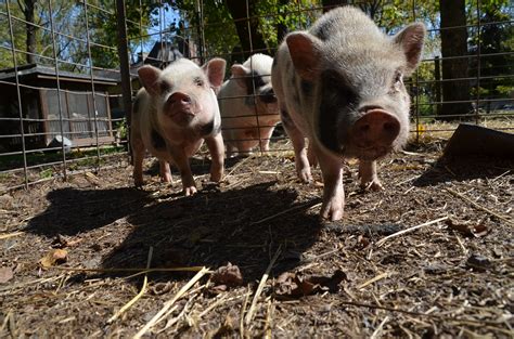 Piglet Behavior And Care Ross Mill Farm