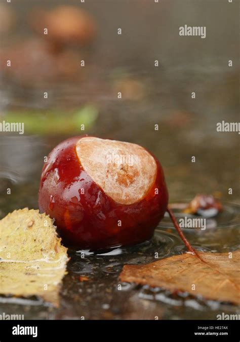 Why Is My Conker Tree Drooping At Victor Tonya Blog