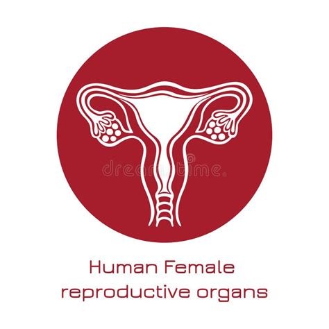 Human Anatomy Female Reproductive System Female Reproductive Organs
