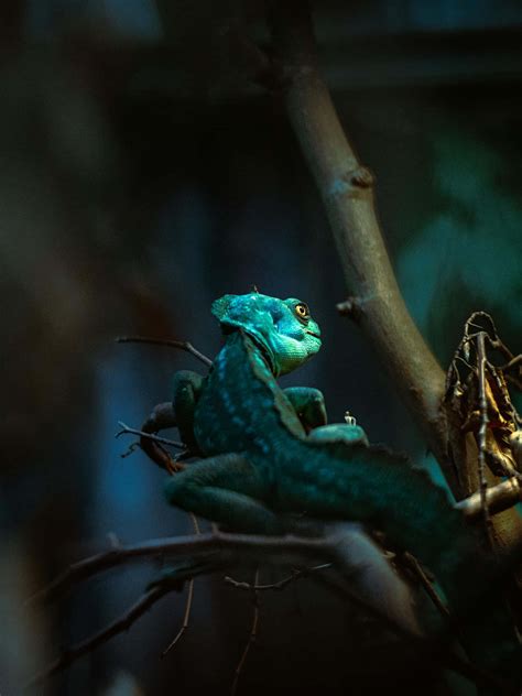 100 Basilisk Lizard Wallpapers
