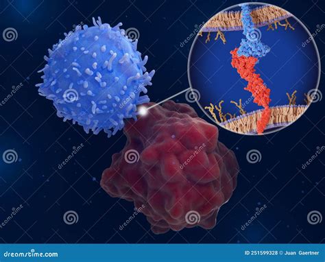 Immune Checkpoint Interaction Between Pd 1 And Pd L1 Inhibits T Cells