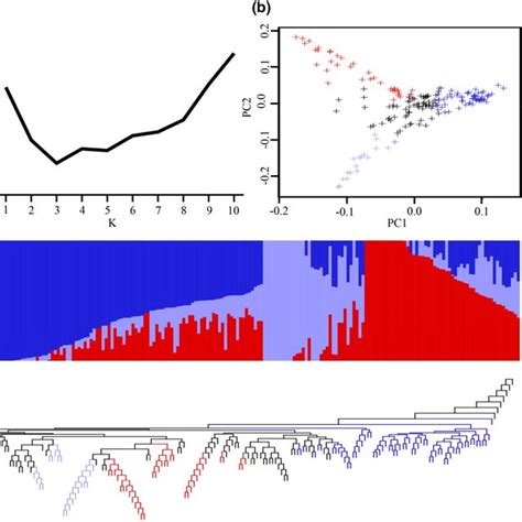 Population Structure Principal Component Analysis And Phylogenetic