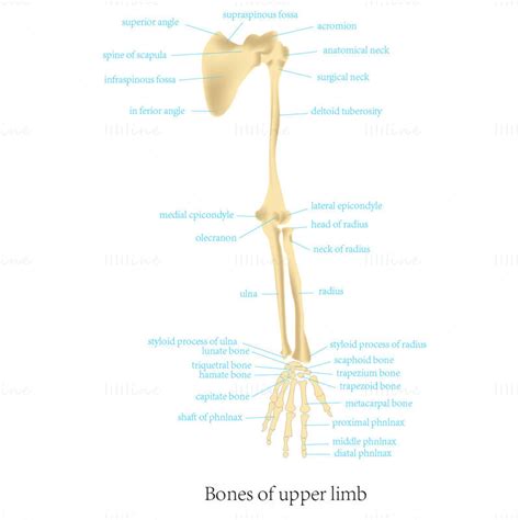 Upper Limb Bones Vector Drawing Illustration