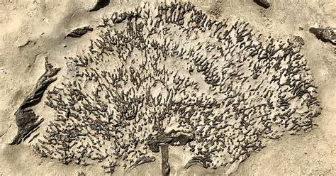 Falls Of The Ohio Fossil Beds Devonian Period Coral Fossils