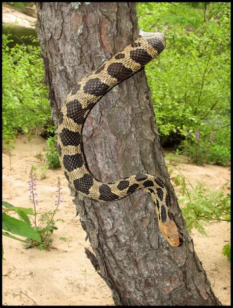 28 Snakes In Ohio Pictures And Identification