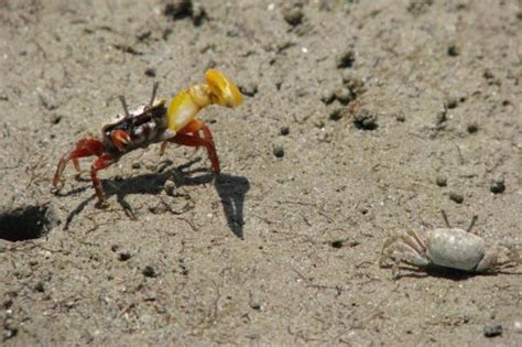 Study Male Crabs Corner Their Mates To Coerce Sex Gephardt Daily