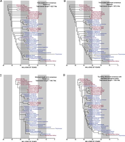 Sum Of Branch Lengths Calculation Across Time Scaled Topologies Download Scientific