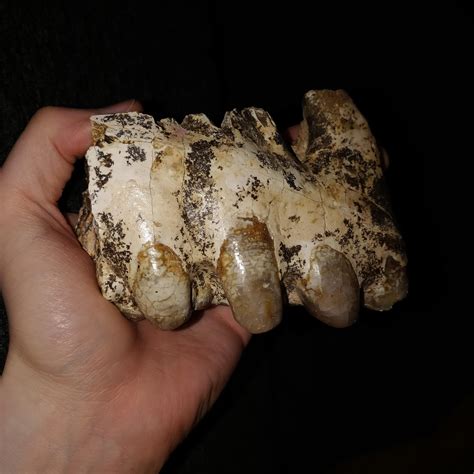 Any Ideas What This Belonged To R FossilPorn